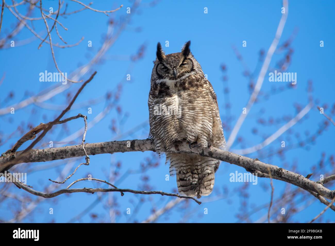 Un grand hibou Banque de photographies et d’images à haute résolution ...