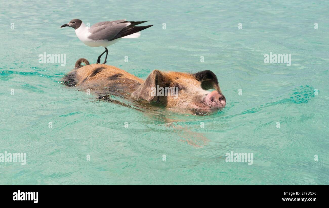 Cochon de natation des bahamas Banque de photographies et d’images à ...