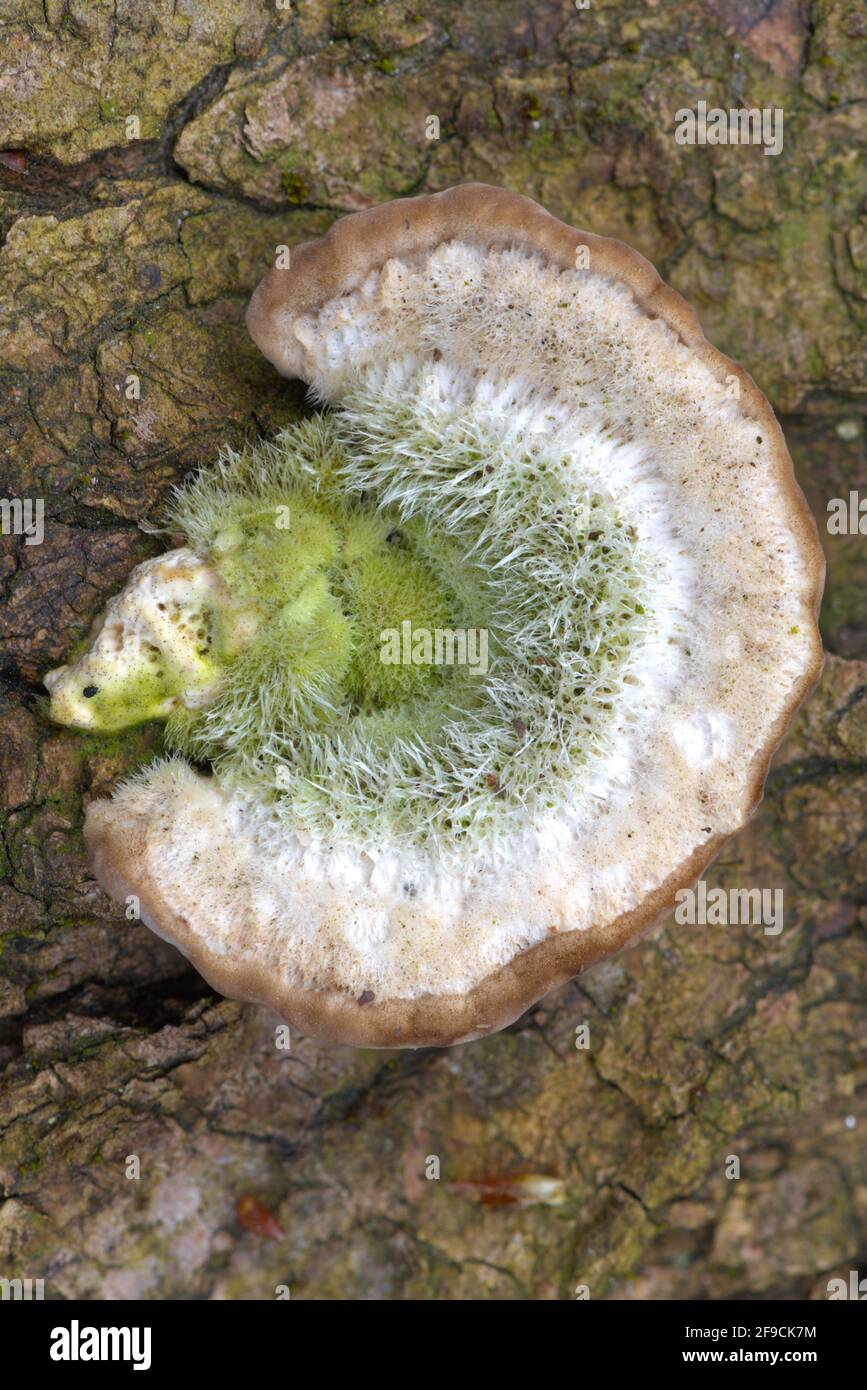 Champignon En Forme D'oreille Banque d'image et photos - Alamy