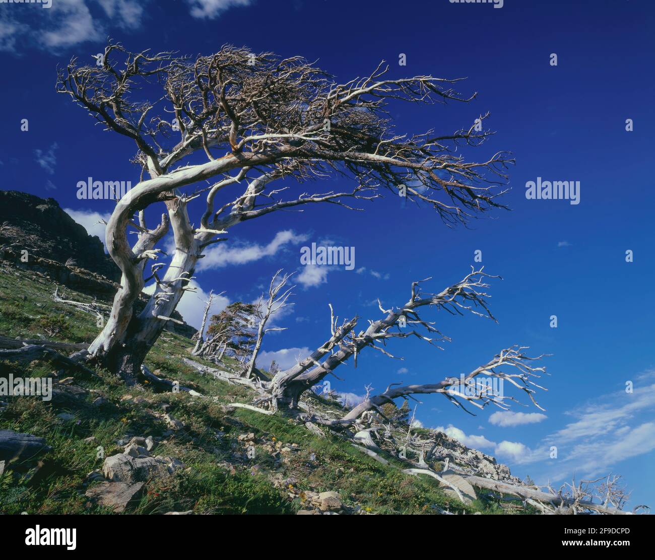 Sub alpine Banque de photographies et d’images à haute résolution - Alamy