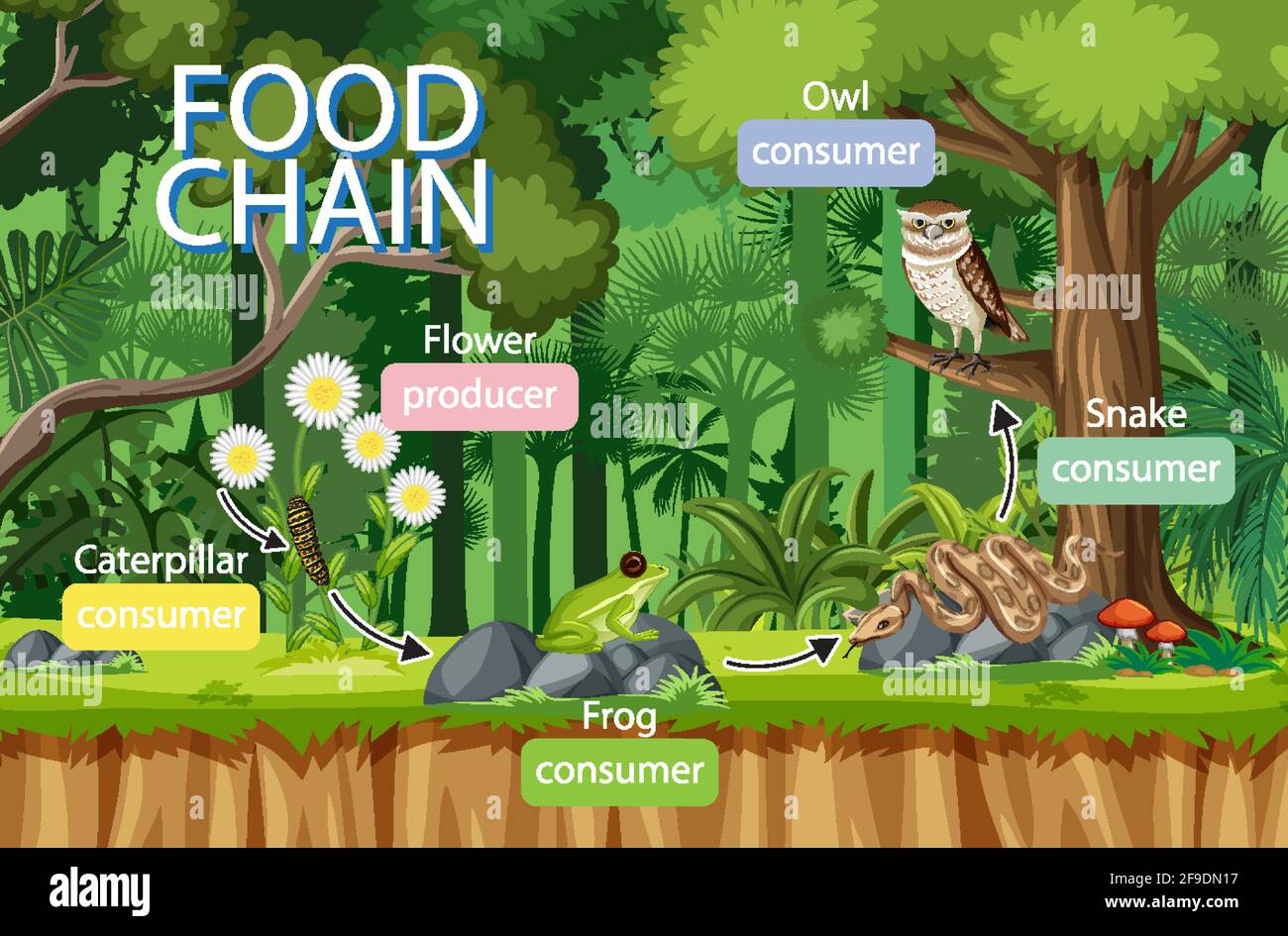 Schéma de la chaîne alimentaire sur illustration de fond de forêt Image ...