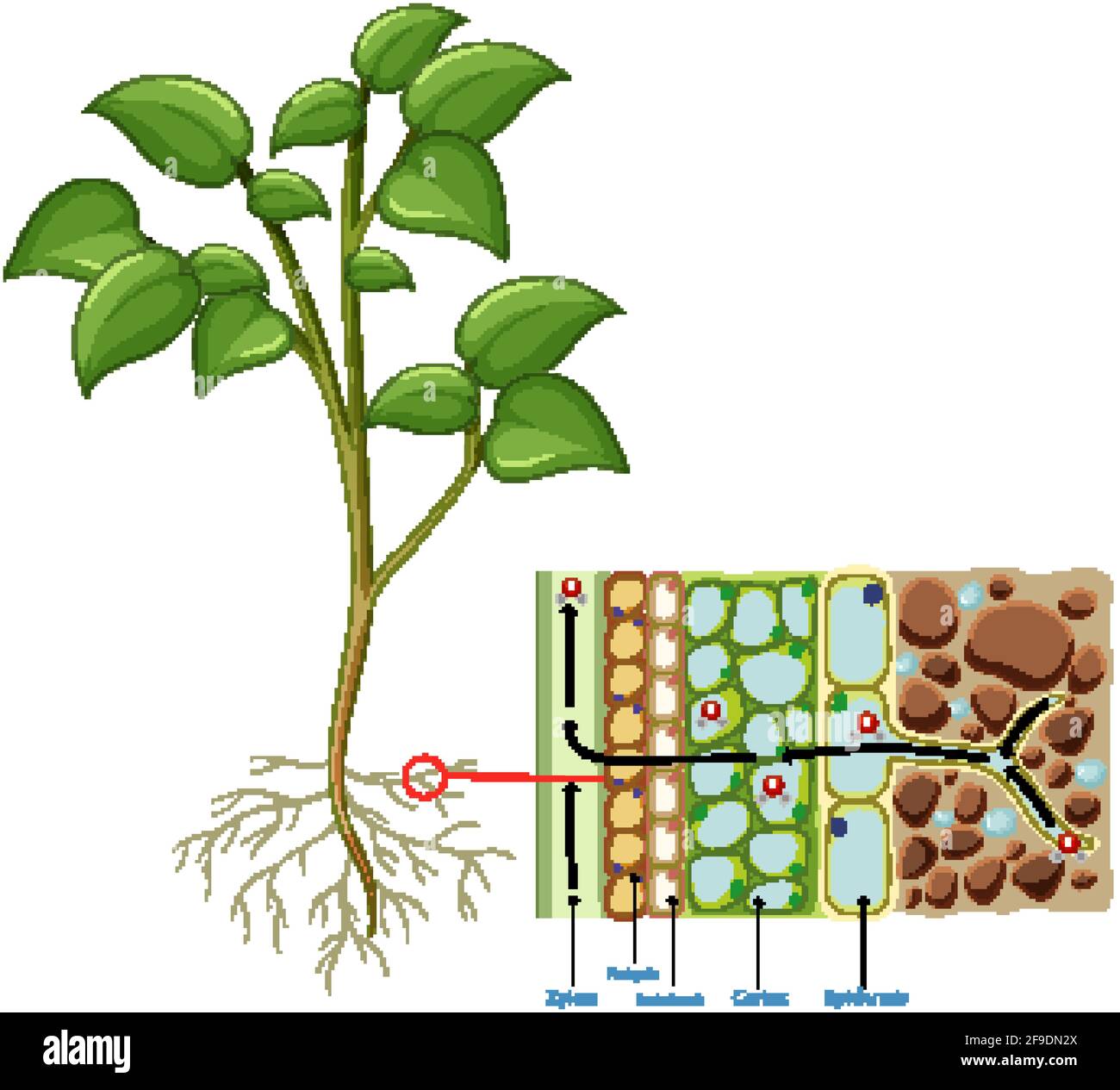 Schéma montrant la cellule racine de la plante isolée sur fond blanc ...