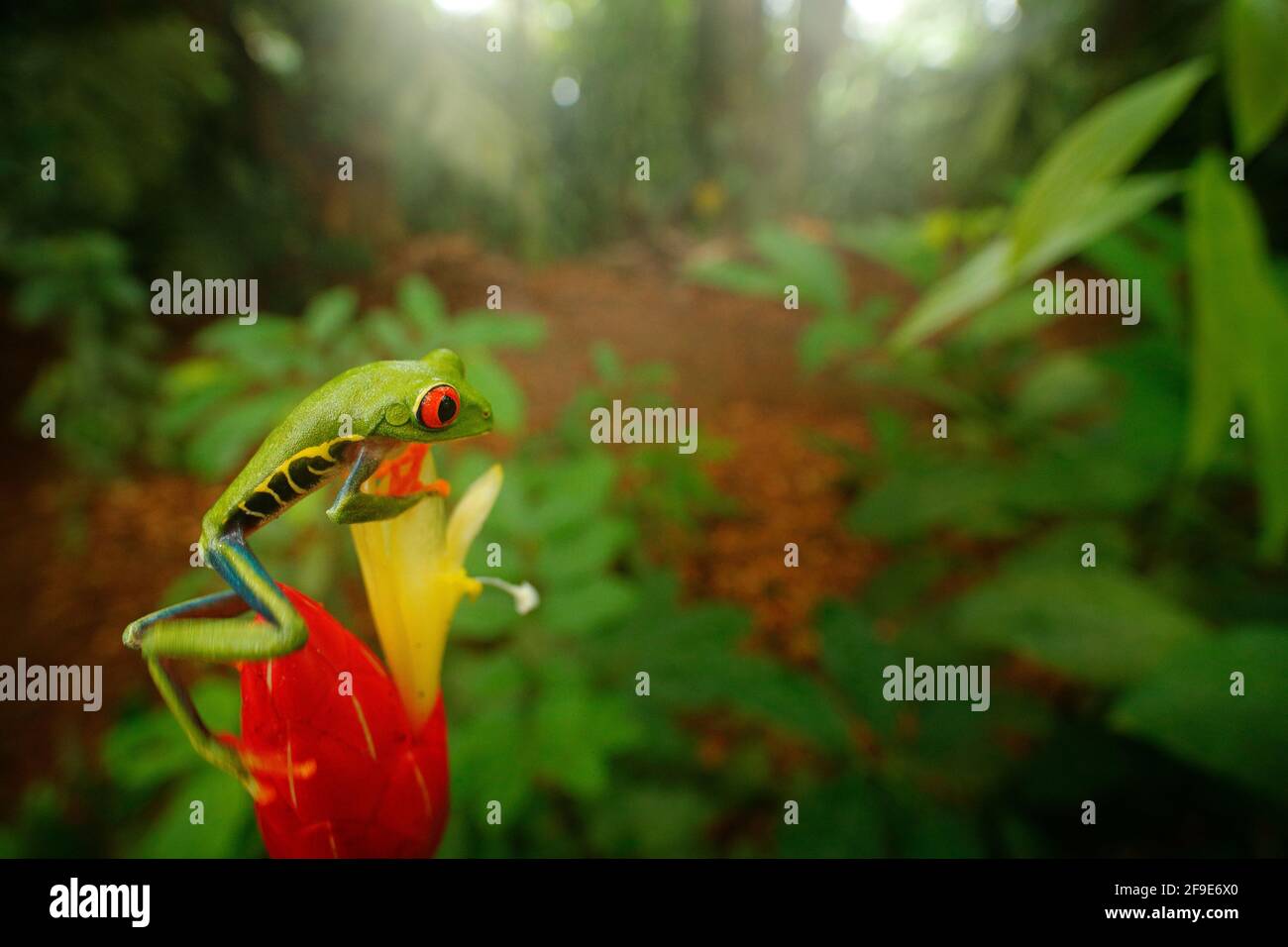 Arbre à yeux rouges grenouille dans l'habitat naturel, animal avec de ...