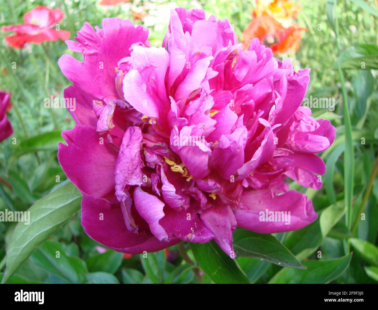 Fleurs rose à fleurs de pivoines sur fond de pivoines rose. Jardin de ...