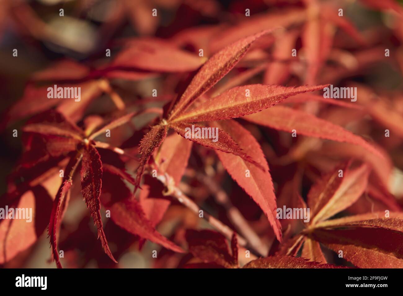 Acer palmatum seigen Banque de photographies et d’images à haute ...