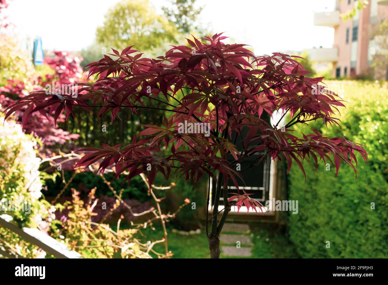 Acer palmatum seigen Banque de photographies et d’images à haute ...