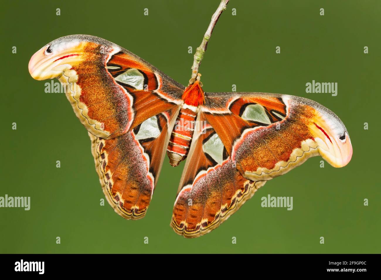 Papillon adulte de l'atlas Banque de photographies et d’images à haute ...