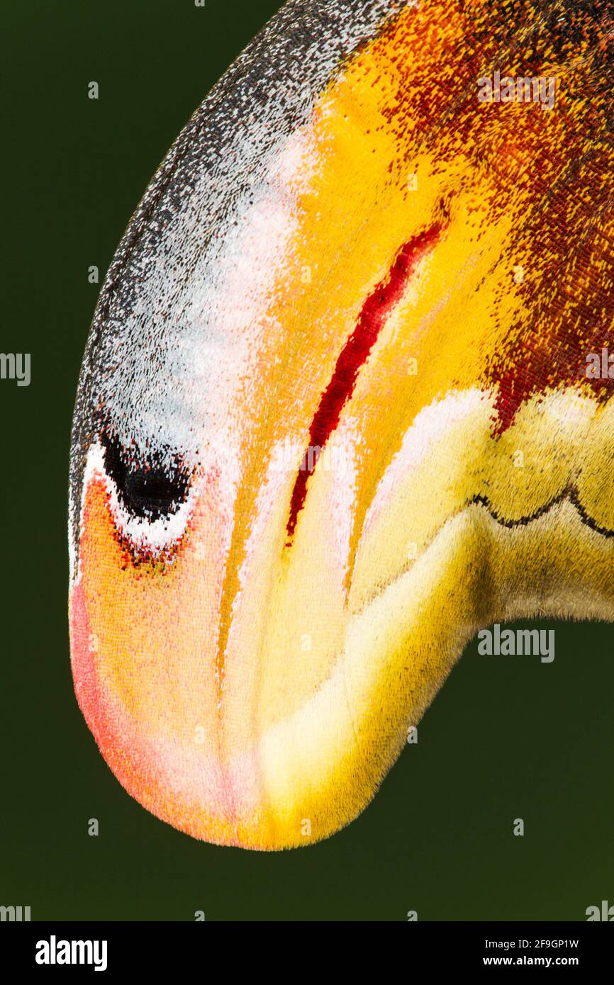 Papillon adulte de l'atlas Banque de photographies et d’images à haute ...