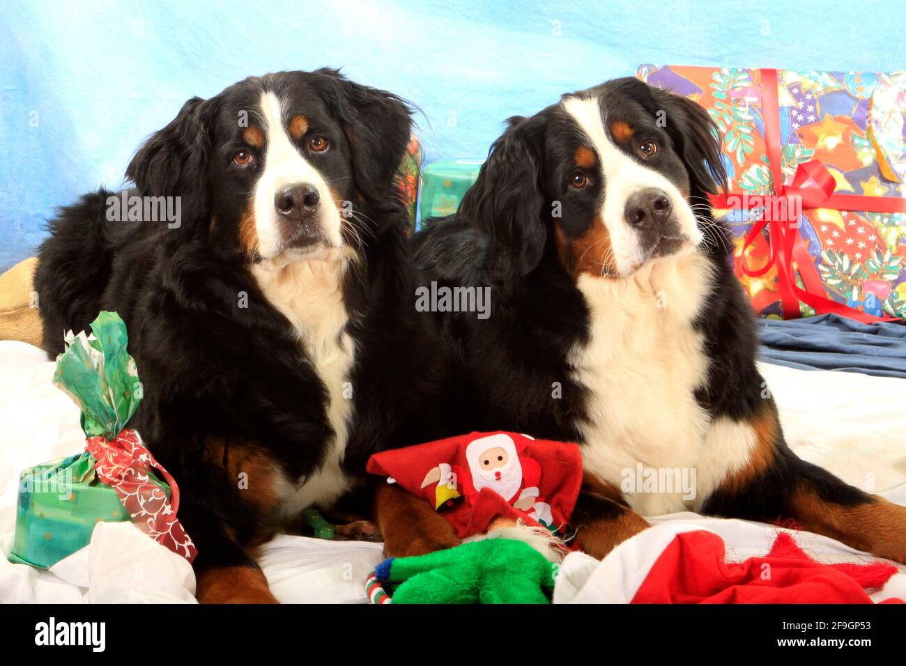 Chiens bouvier bernois Banque de photographies et d’images à haute ...