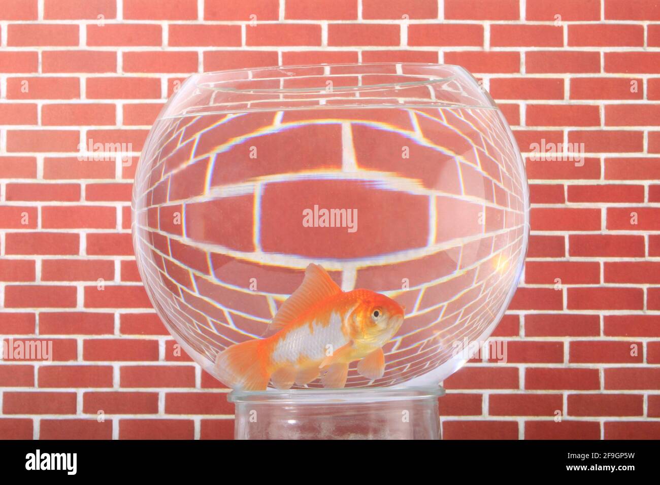 Bocal poissons rouges Banque de photographies et d’images à haute ...