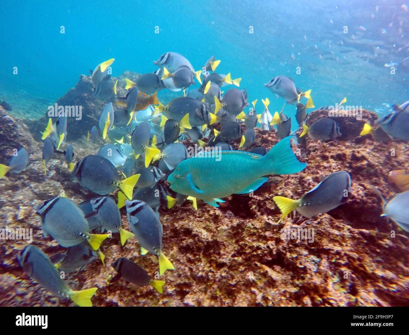 Poisson perroquet bleu devant une école de poissons de chirurgien à l ...