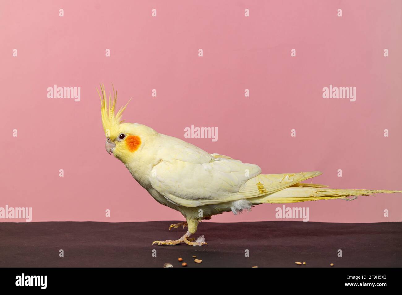 Calopsitte fond blanc Banque de photographies et d’images à haute ...