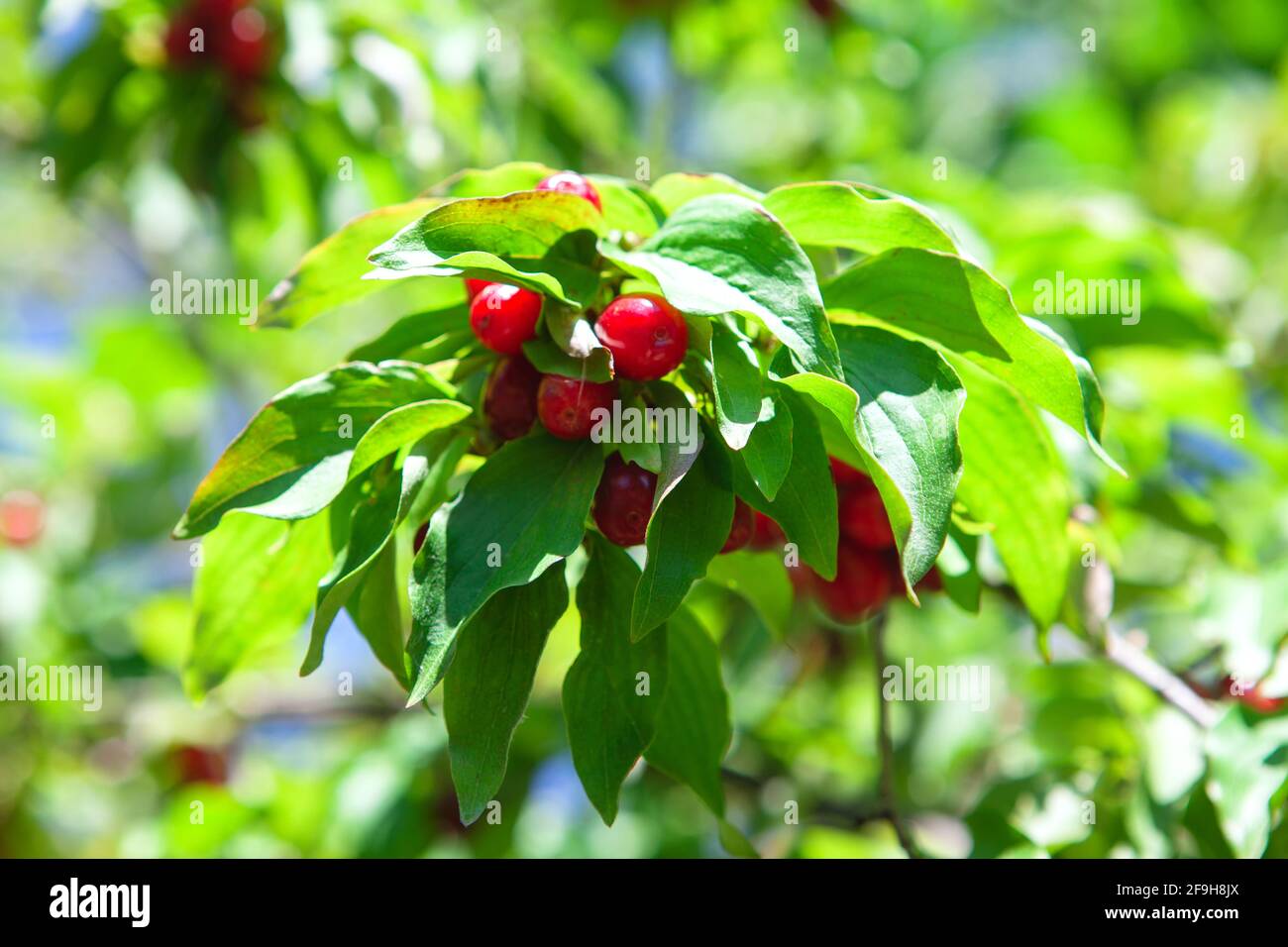 Baie De Cornouiller Banque d'image et photos - Alamy