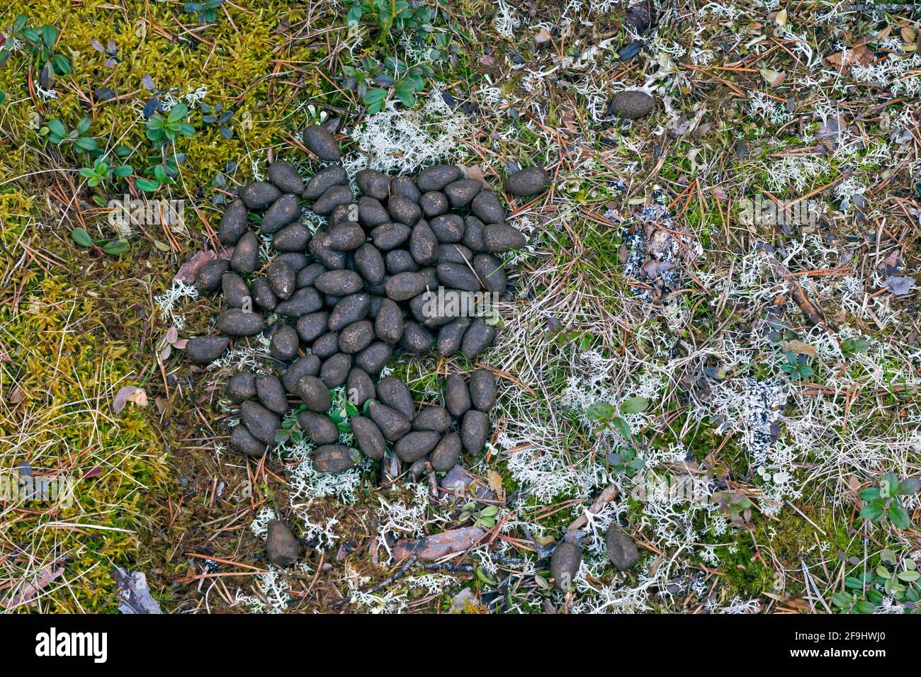 Crottes de cerf Banque de photographies et d’images à haute résolution ...