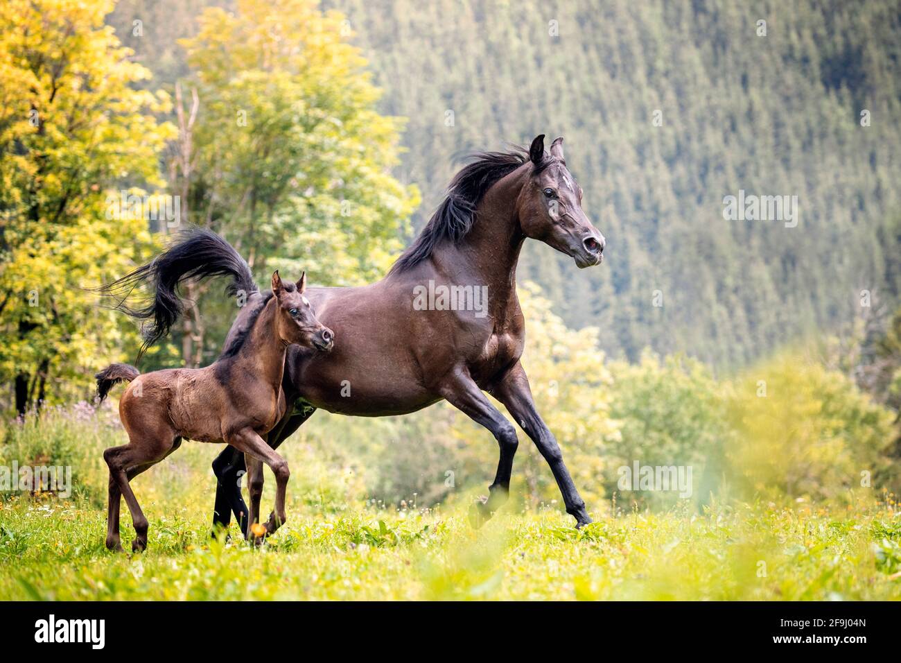 Bay Arabian Horse Galloping