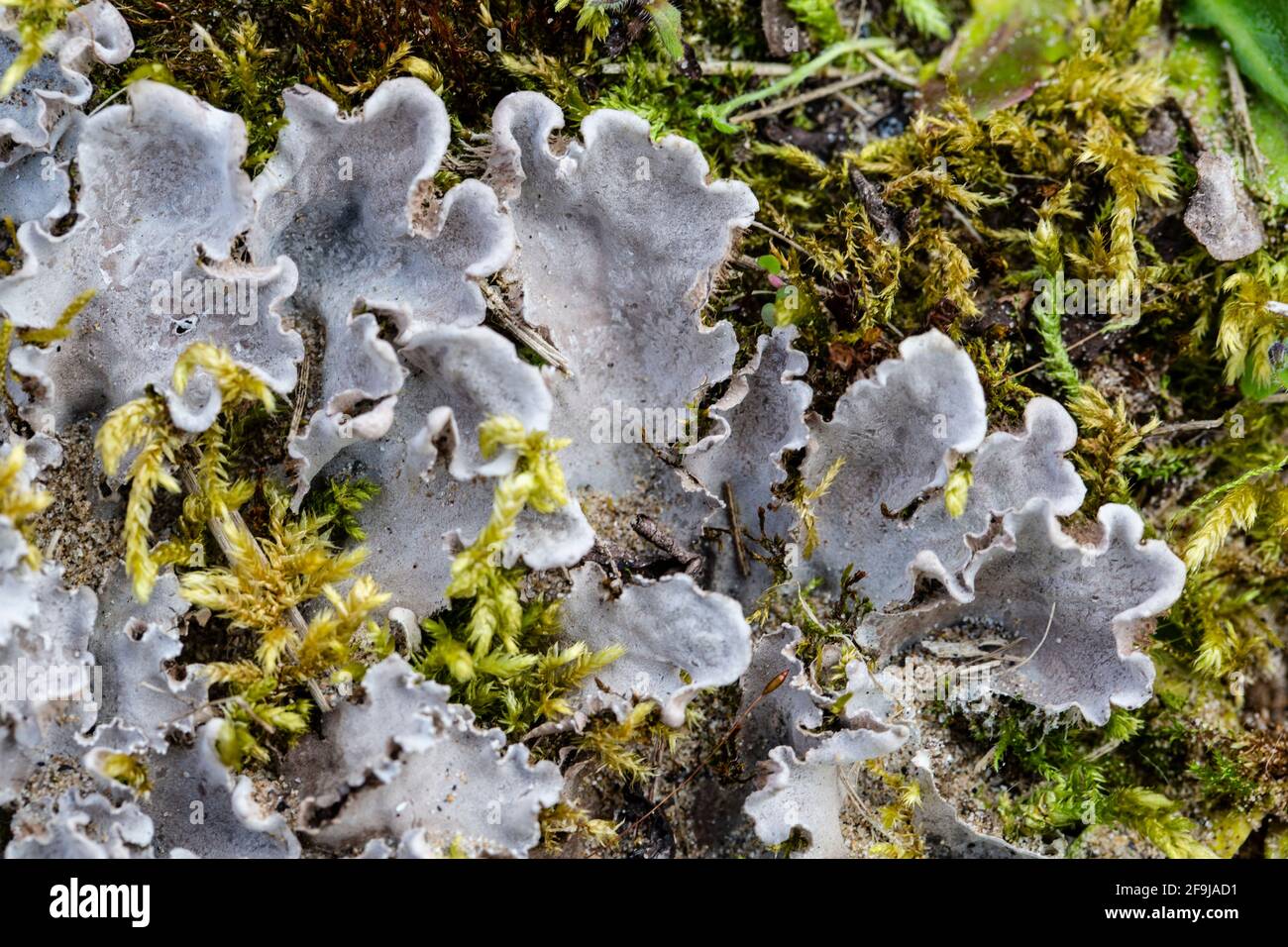 Dog Lichen Peltigera Canina Banque d'image et photos - Alamy