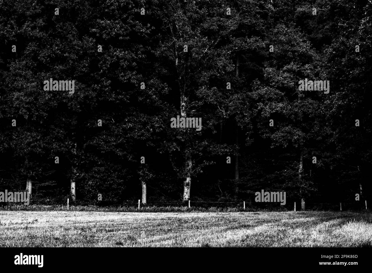 Broceliande paimpont brittany france Banque de photographies et d ...
