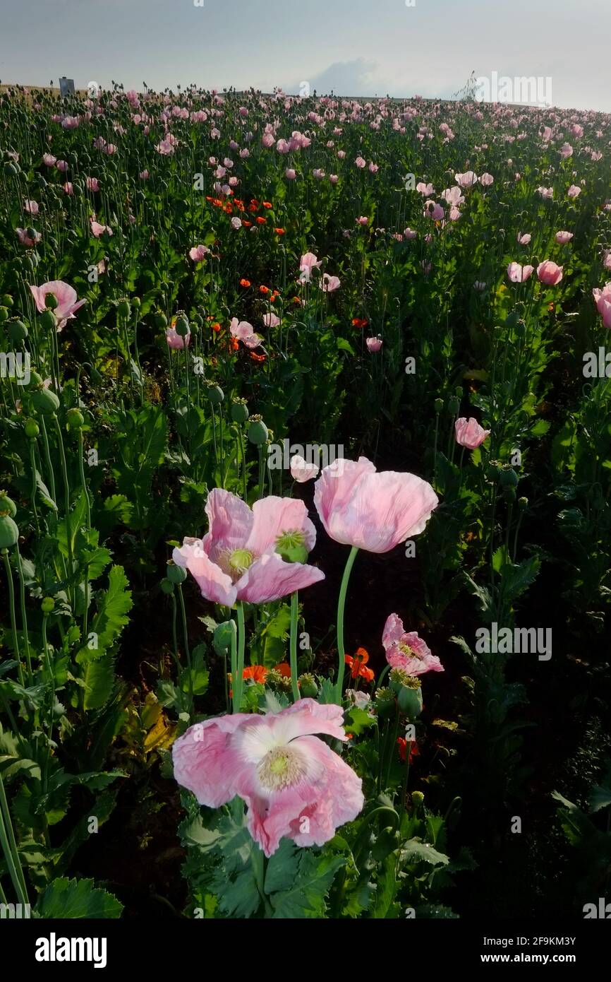 Coquelicots rouges et coquelicots roses Banque de photographies et d ...