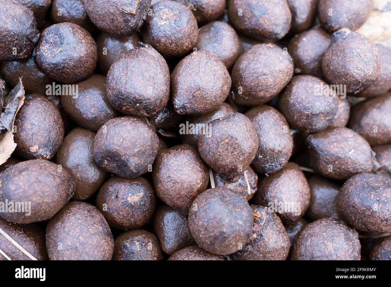 Crottes de cerf Banque de photographies et d’images à haute résolution ...
