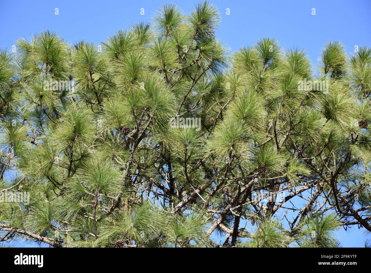 Pinus palustris Banque de photographies et d’images à haute résolution ...