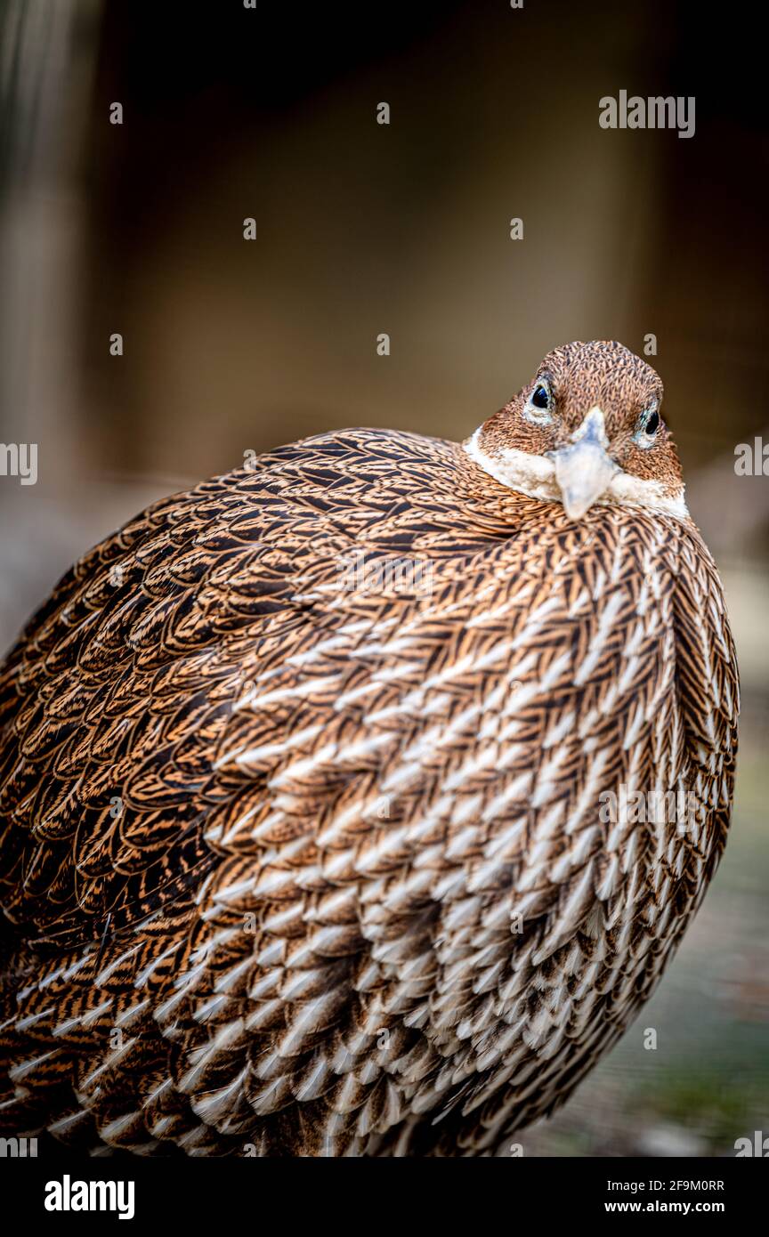 Faisan femelle adulte Banque de photographies et d’images à haute ...