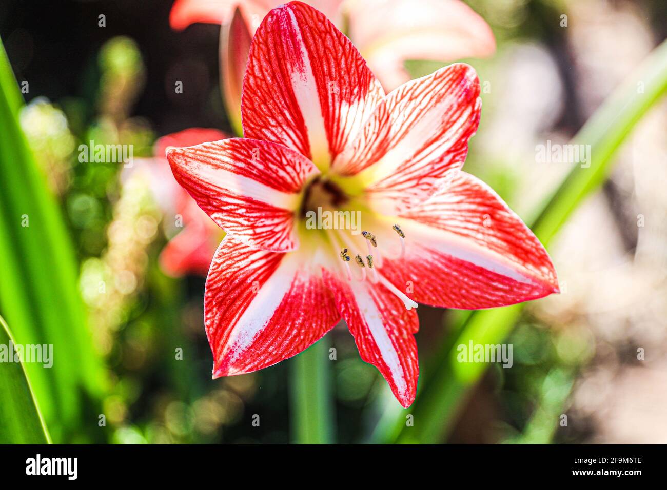 Amaryllis Flaming Peacock, Lilium, Lily, Rouge et blanc Double ...
