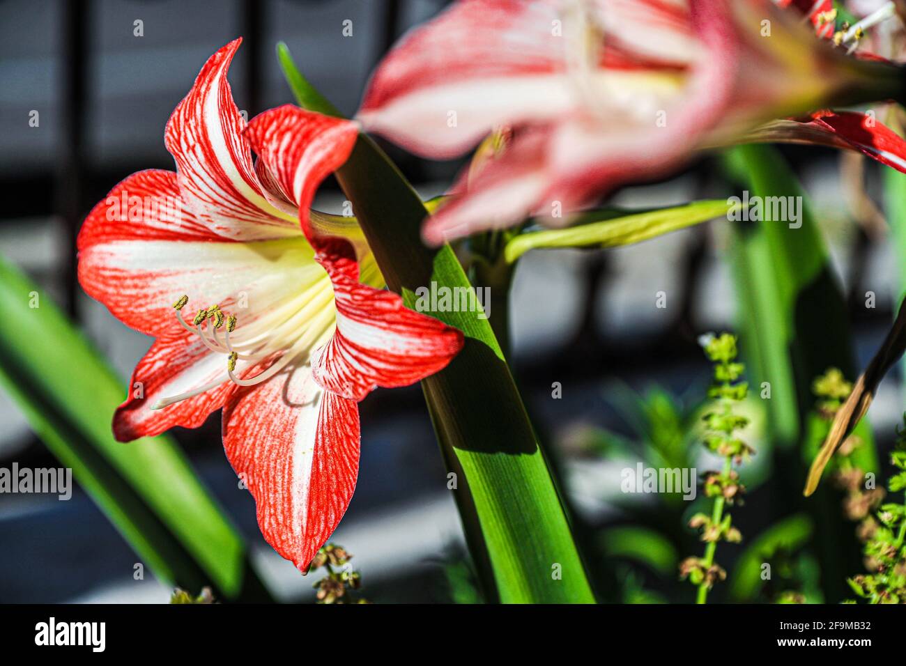 Amaryllis Flaming Peacock, Lilium, Lily, Rouge et blanc Double ...