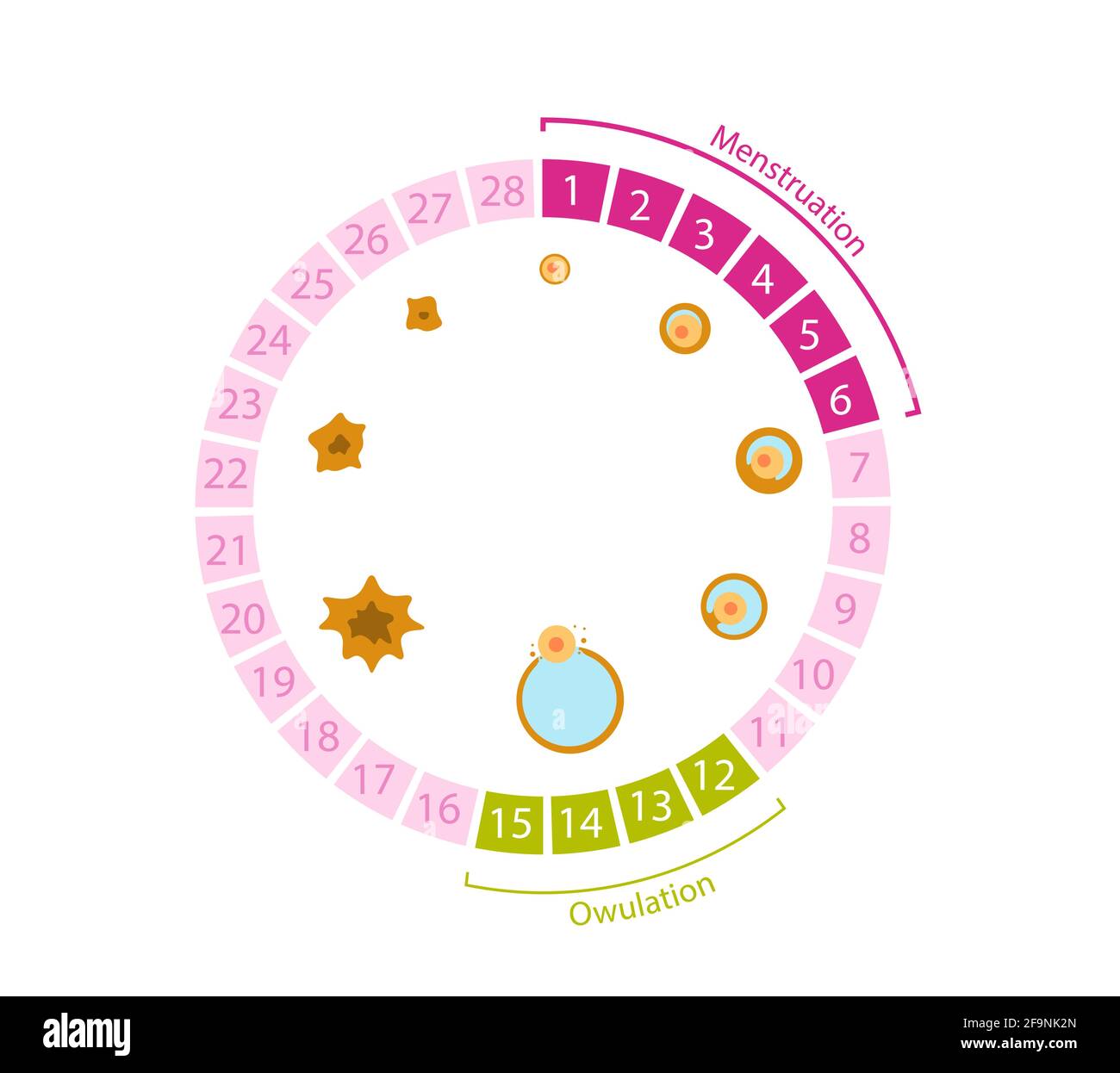 Cycle Menstruel Féminin Tableau Circulaire Avec Nombres Dovulation Et