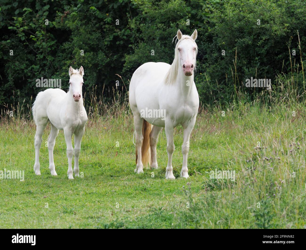 Jument avec poulain debout dans le paddock Banque de photographies et d’images à haute ...