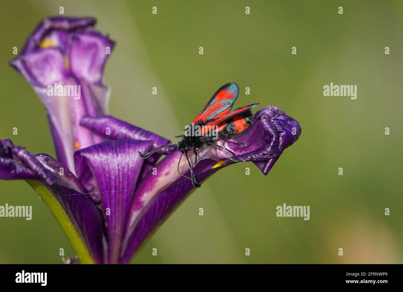 Papillon de nuit royal Banque de photographies et d’images à haute ...