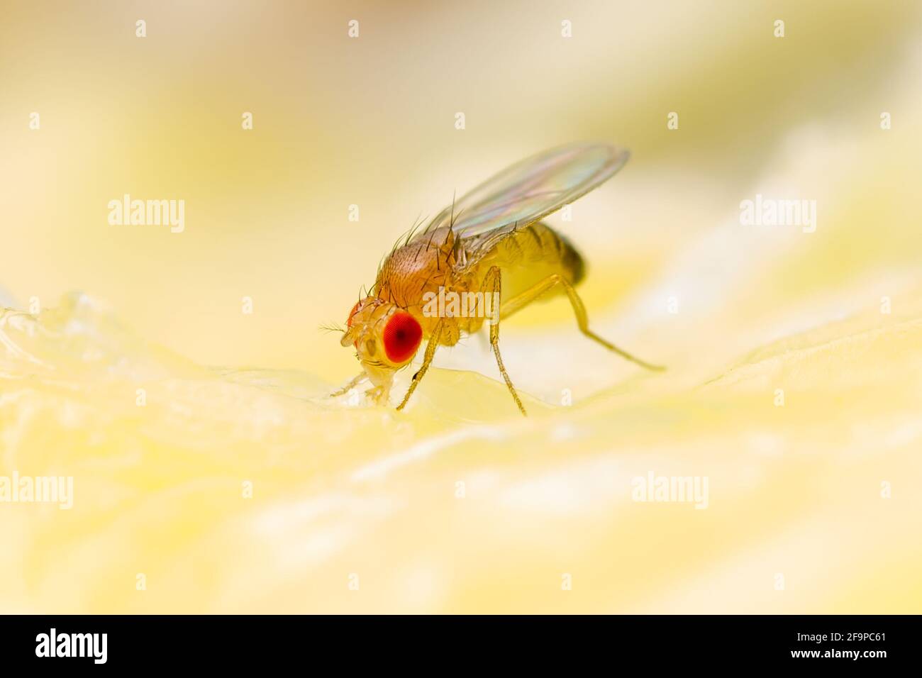 Drosophila melanogaster rouge Banque de photographies et d’images à ...