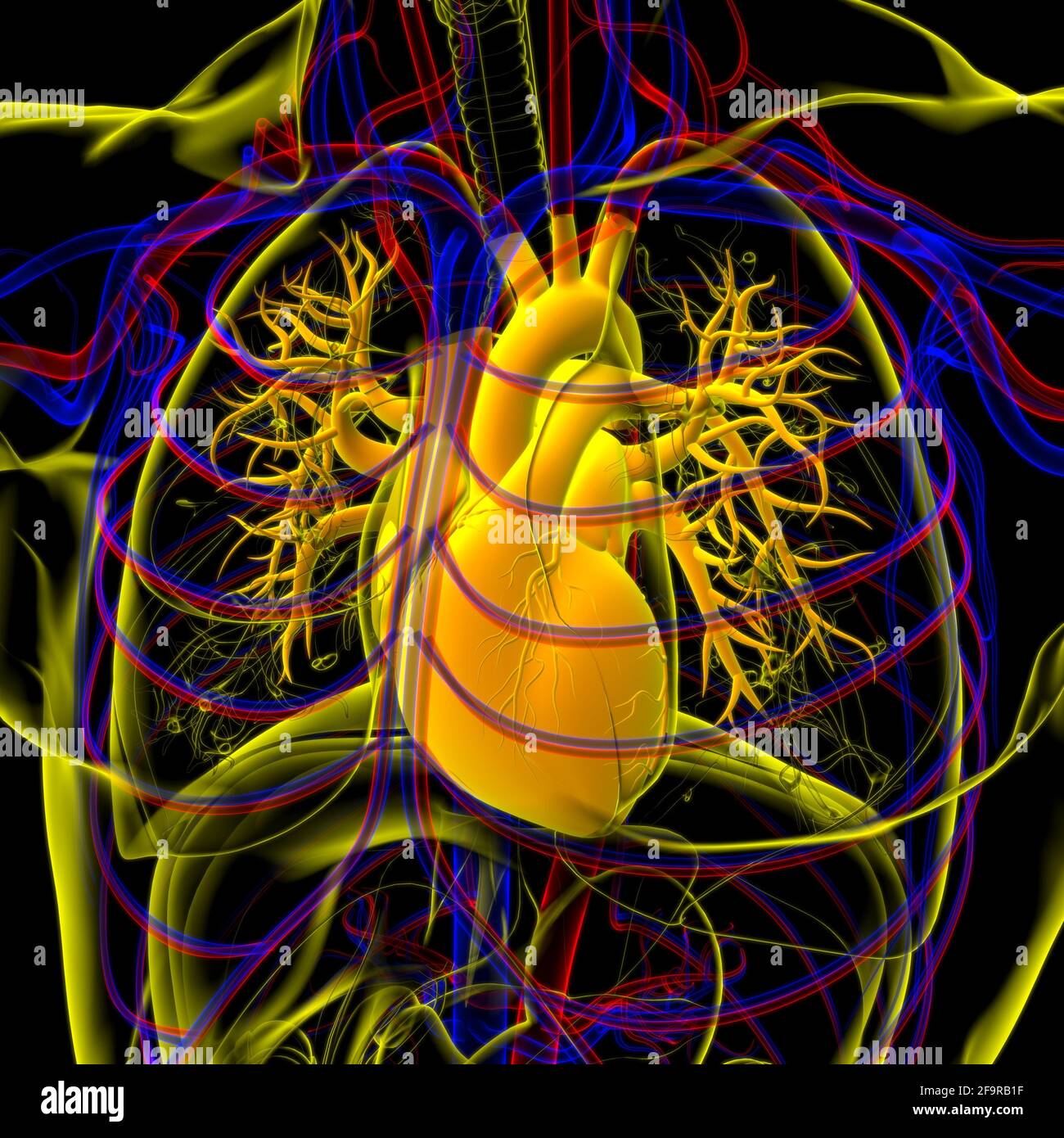 Anatomie du cœur humain pour l'illustration 3D du concept médical Photo ...
