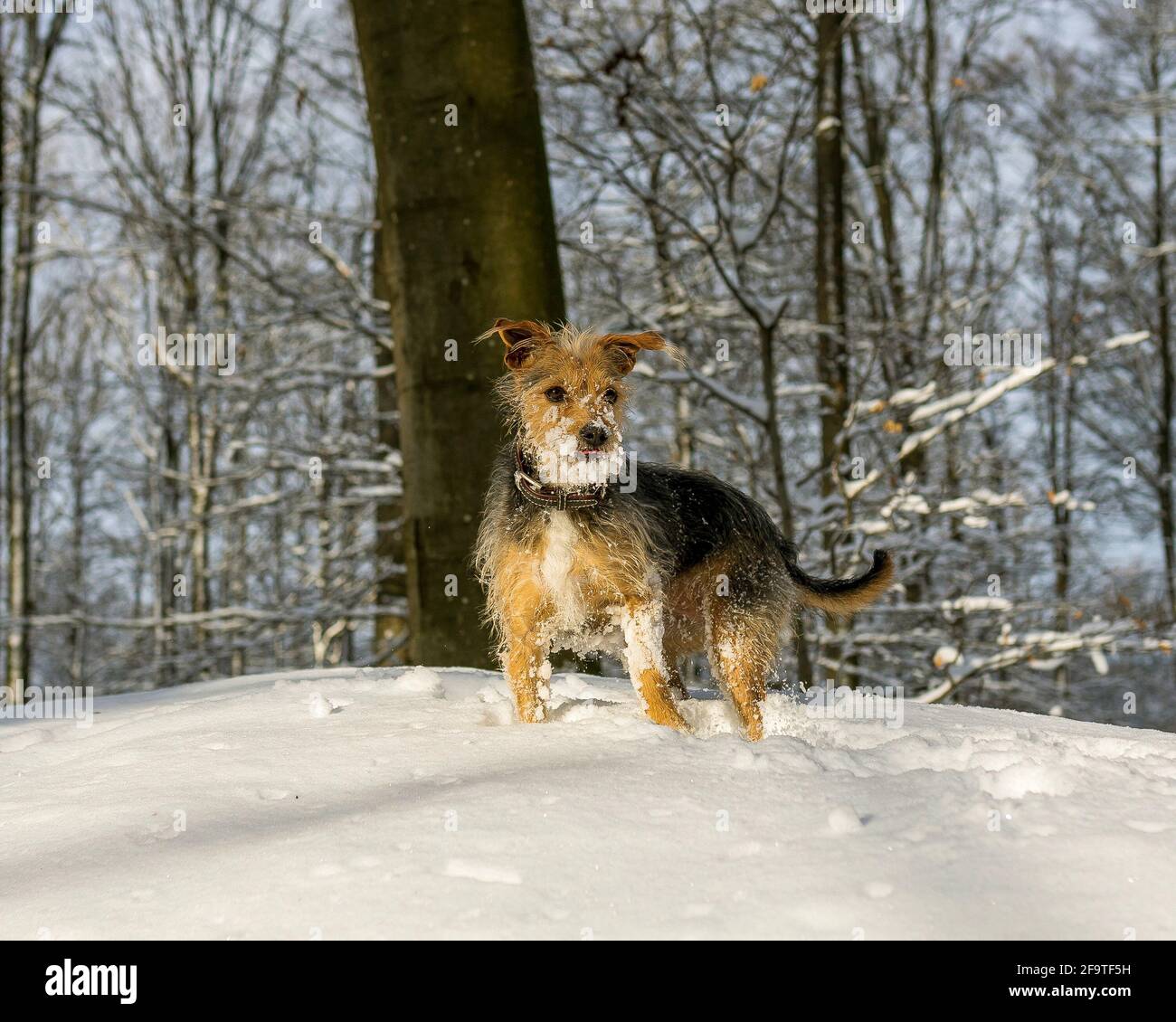 Schnee im wald Banque de photographies et d’images à haute résolution ...