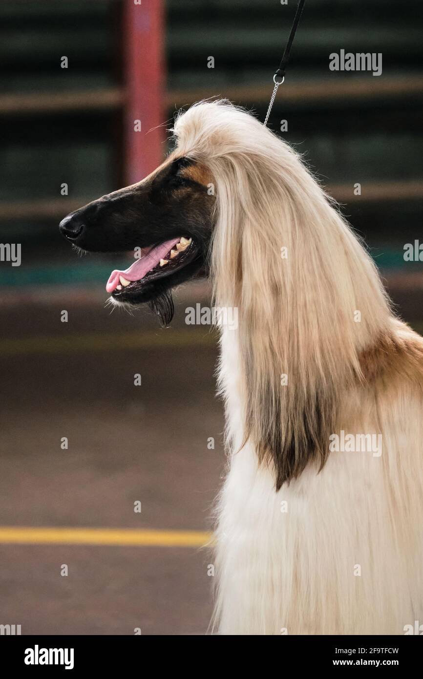 Afghan greyhound Banque de photographies et d’images à haute résolution ...