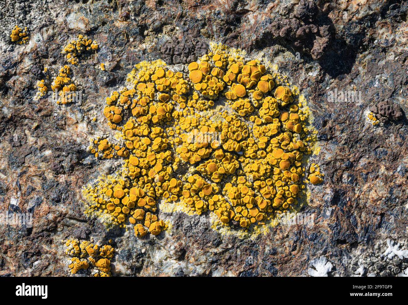 Lichen de mer orange Banque de photographies et d’images à haute ...