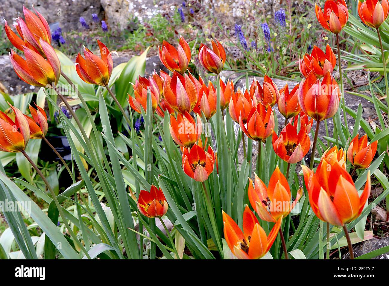 Tulipe naine orphanidea Banque de photographies et d’images à haute ...