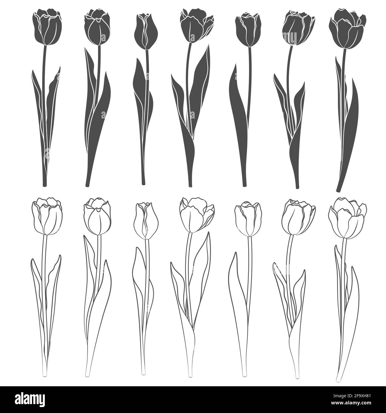 Tulips flowers vector vectors Banque d'images vectorielles - Alamy