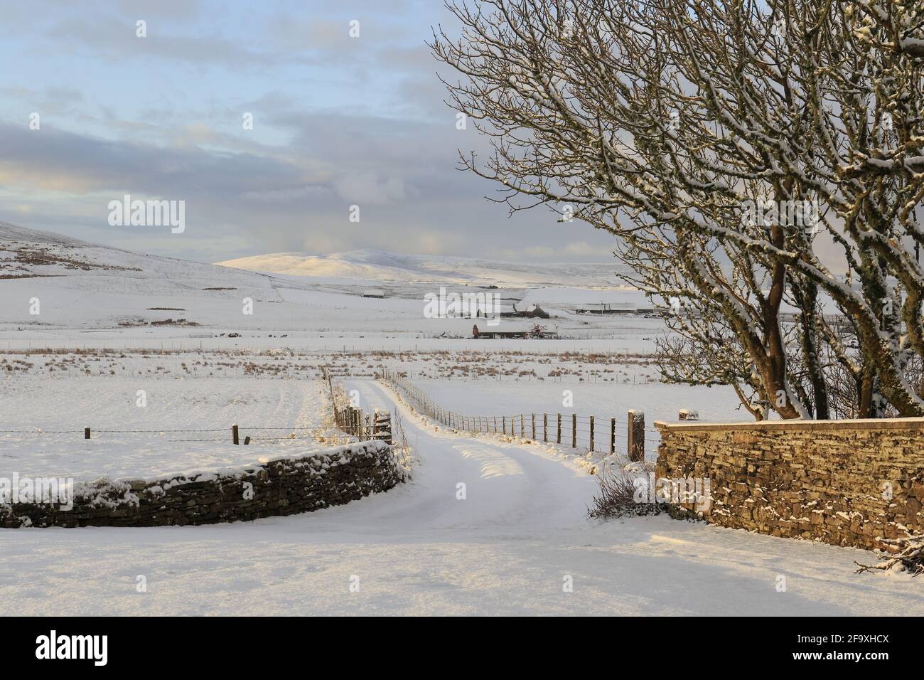 Arbre des averses d'or Banque de photographies et d’images à haute ...