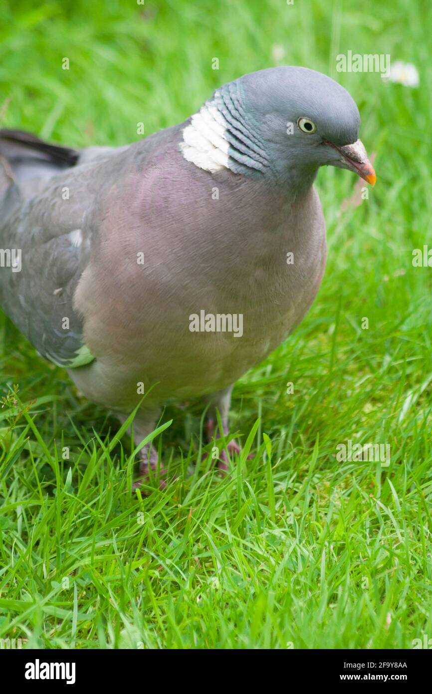Pigeon columba palumbus herbe sauvage Banque de photographies et d ...