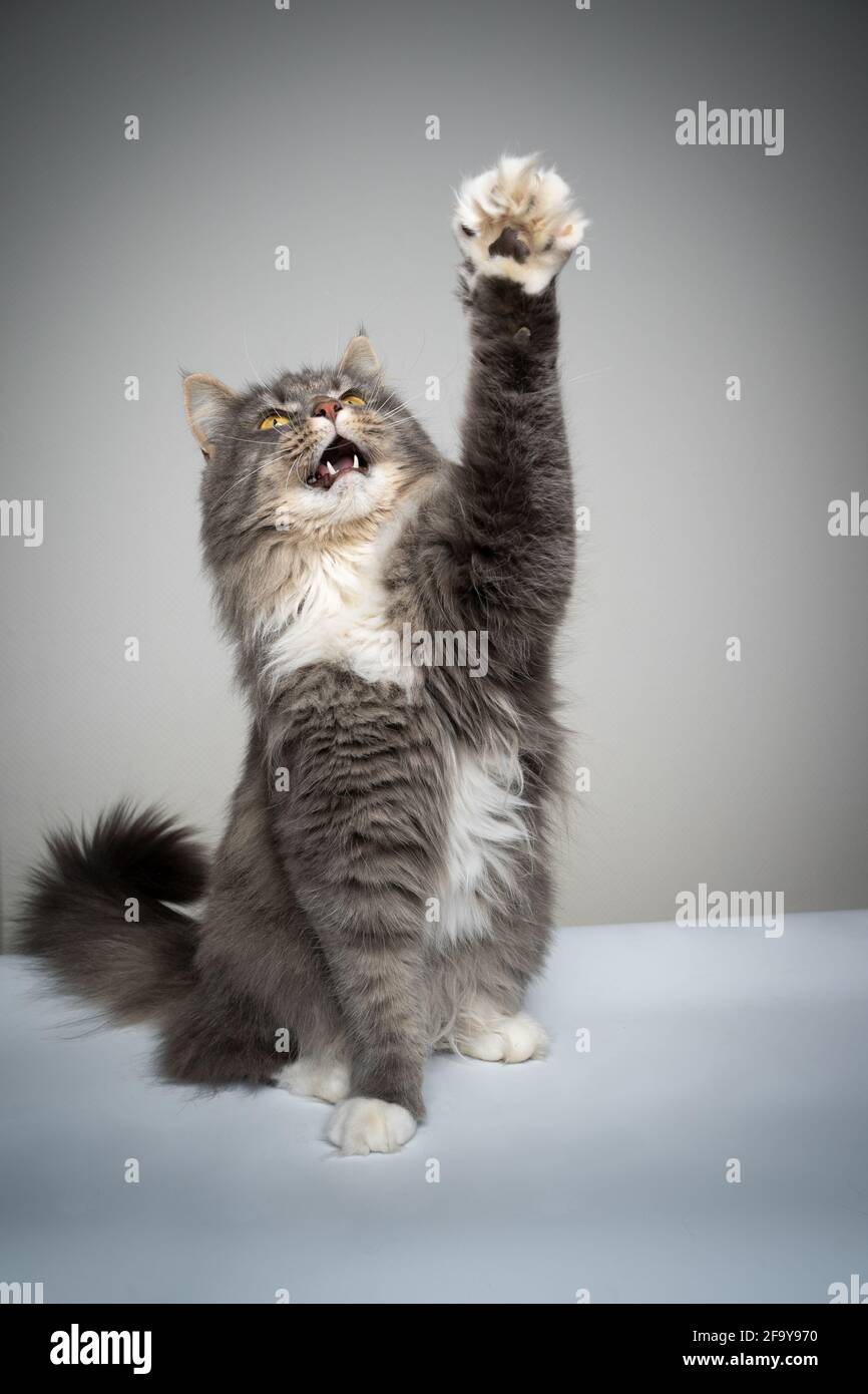 studio tourné d'un chat blanc de maine coon gris position assise en ...