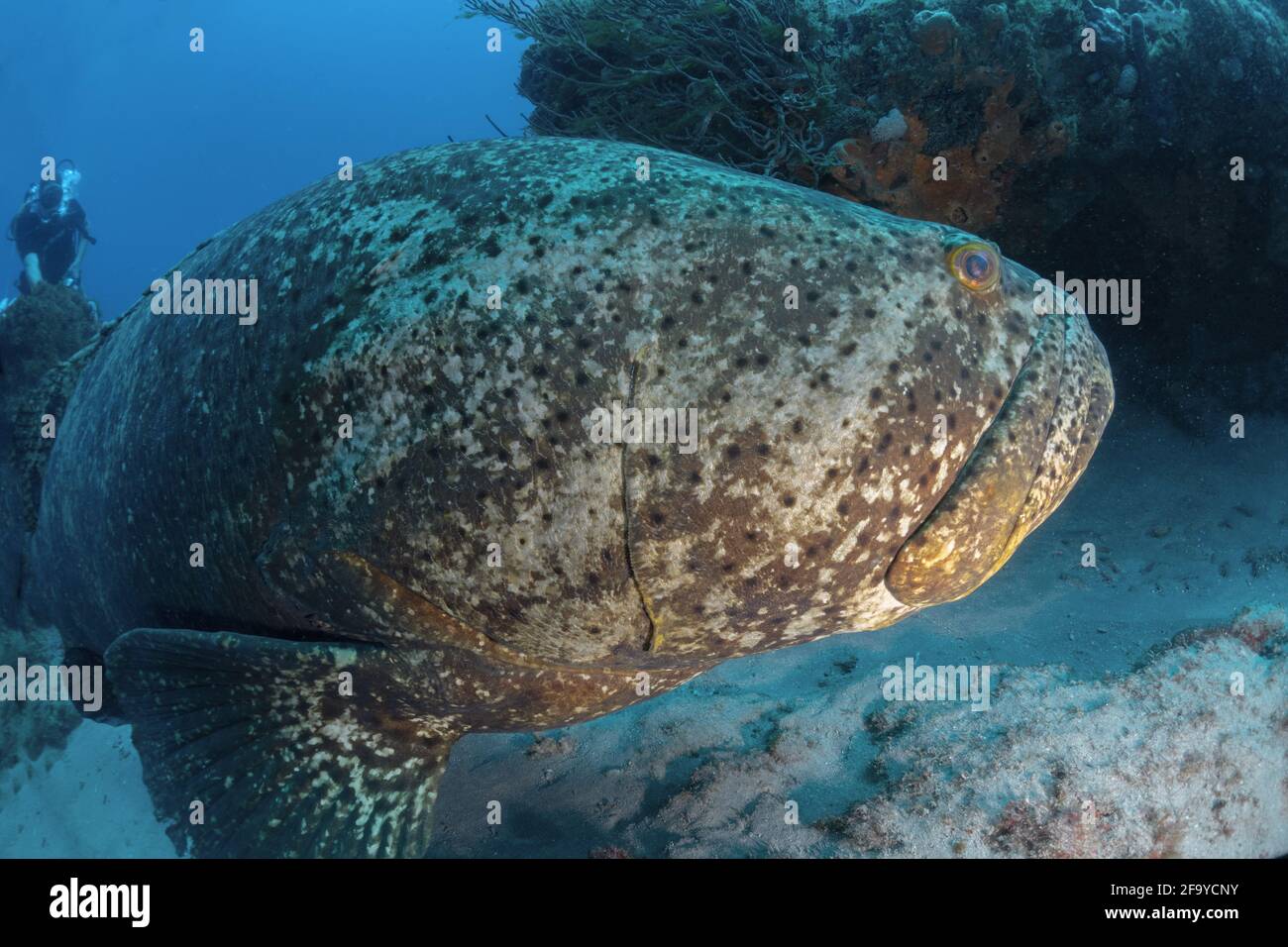 Poisson lion merou Banque de photographies et d’images à haute ...