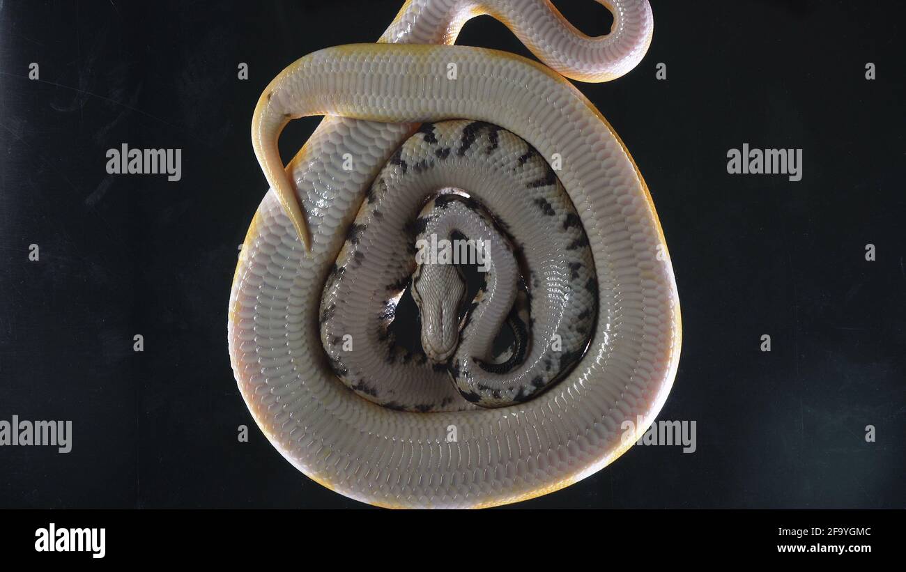 Python albinos Banque de photographies et d’images à haute résolution ...