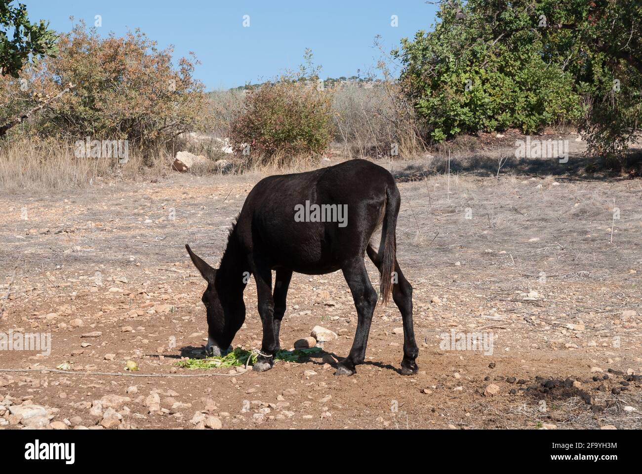 âne chypre Banque de photographies et d’images à haute résolution - Alamy