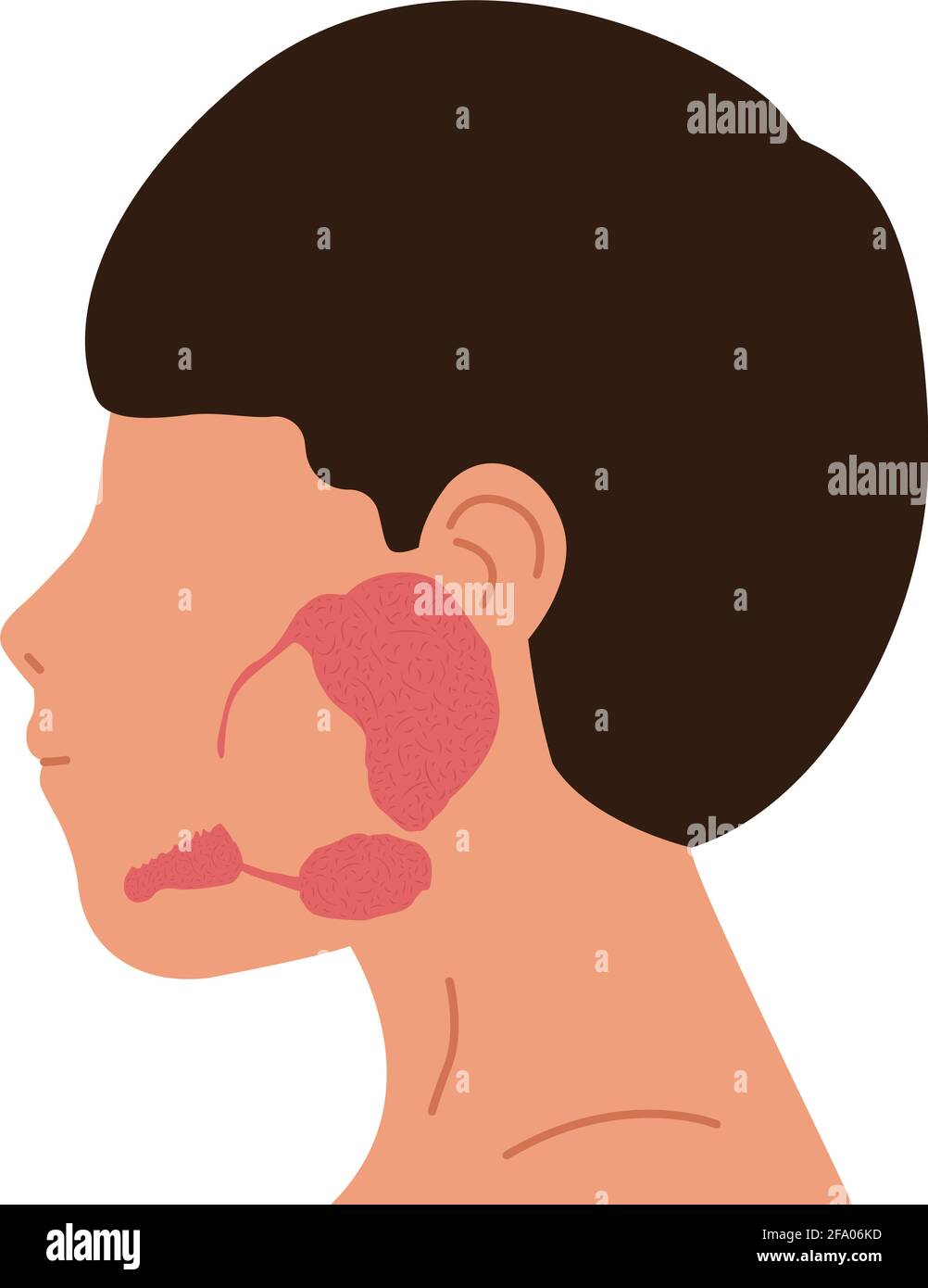 Sublingual salivary gland Banque de photographies et d’images à haute ...