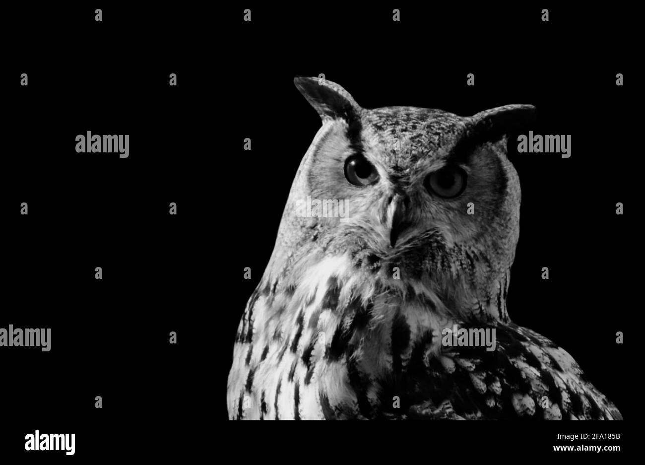 Hibou noir et blanc Banque de photographies et d’images à haute ...