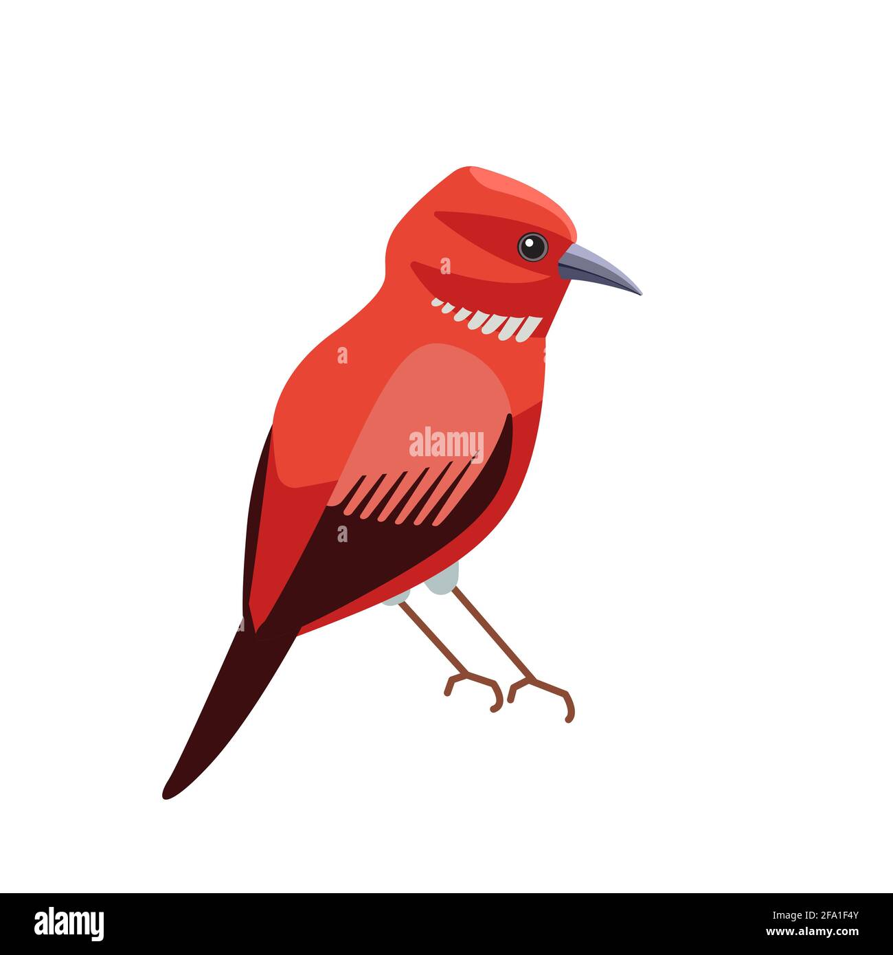 Oiseau rouge exotique Apapane Hawaiian Honeyrampante. Oiseau rare de l ...