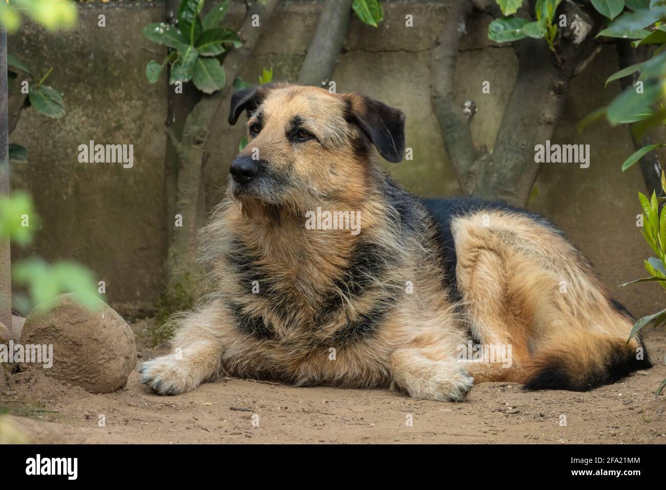 Un chien mongrel, mutt ou mixte est un chien qui n'appartient pas à une ...