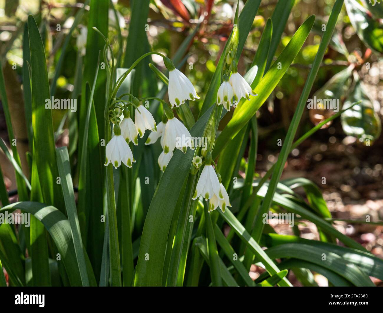 Fleurs en forme de clochette blanche Banque de photographies et d ...