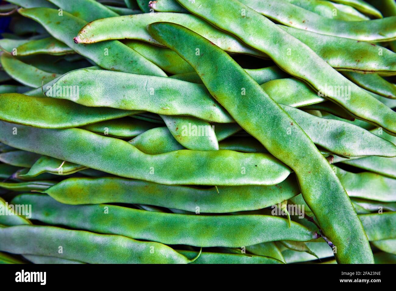 Plante haricot vert Banque de photographies et d’images à haute ...