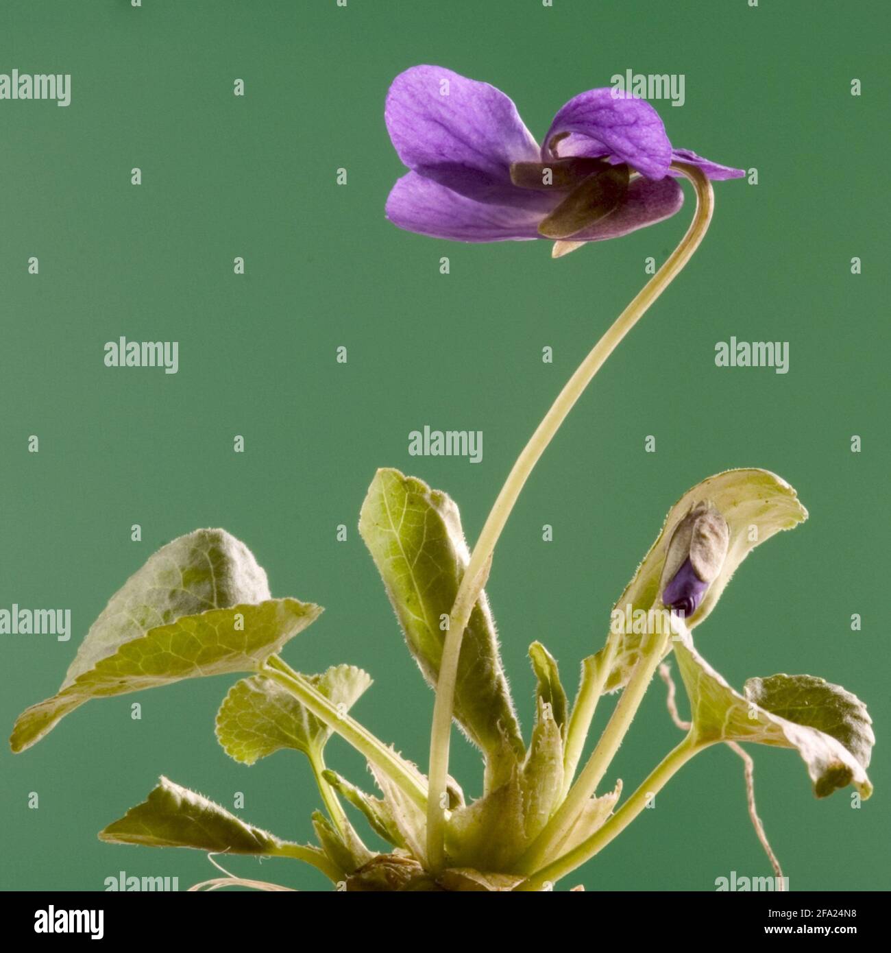 Violette bluten Banque de photographies et d’images à haute résolution ...